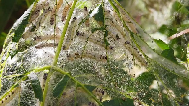 Webworms Images – Browse 673 Stock Photos, Vectors, and Video | Adobe Stock