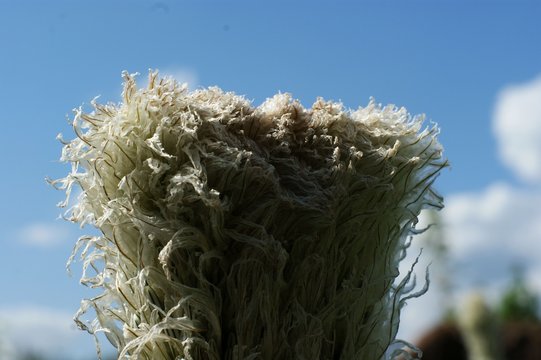 Fluey bilder – Bläddra bland 667 stockfoton, vektorer och videor ...