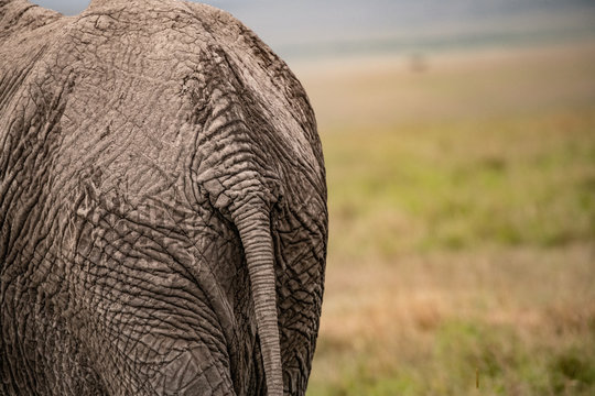 Elephant Bottom Bilder – Durchsuchen 3,767 Archivfotos, Vektorgrafiken ...