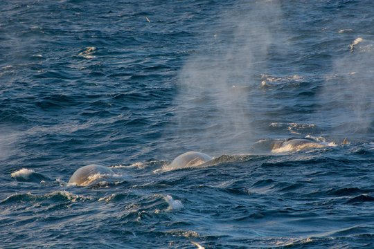 "Fin Whale" Bilder – Durchsuchen 1,013 Archivfotos, Vektorgrafiken und ...