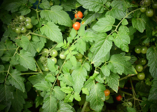Strauchtomate bilder – Bläddra bland 1,451 stockfoton, vektorer och ...