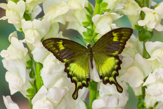 Green Swallowtail Butterfly