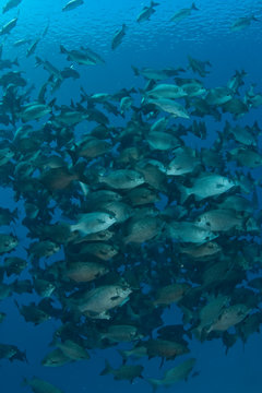 "Sea Chubs"-Bilder: Stock-Fotos & -Videos. | Adobe Stock