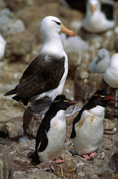 รูปภาพMollyhawk – เลือกดูภาพถ่ายสต็อก เวกเตอร์ และวิดีโอ162 | Adobe Stock