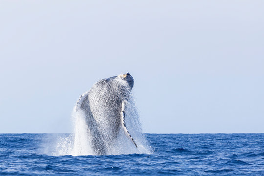 รูปภาพBaleen – เลือกดูภาพถ่ายสต็อก เวกเตอร์ และวิดีโอ8,868 | Adobe Stock