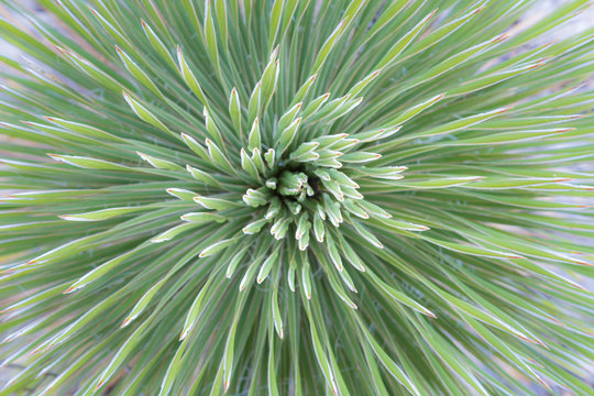 "Soap Tree Yucca" Images – Browse 1,506 Stock Photos, Vectors, and ...