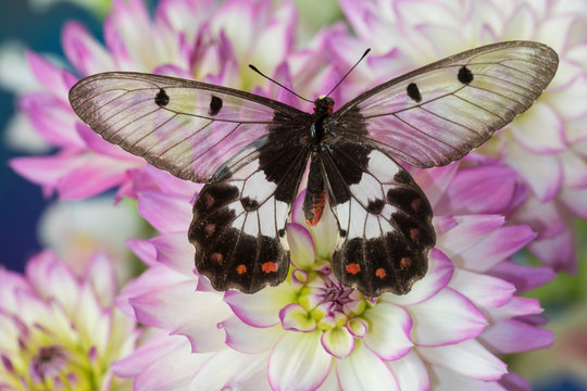 Cressida Images – Browse 15 Stock Photos, Vectors, and Video | Adobe Stock