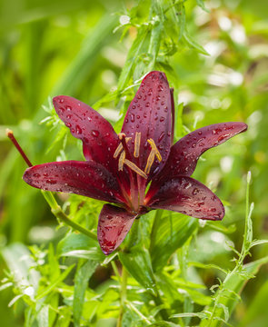 Mapira bilder – Bläddra bland 27 stockfoton, vektorer och videor ...