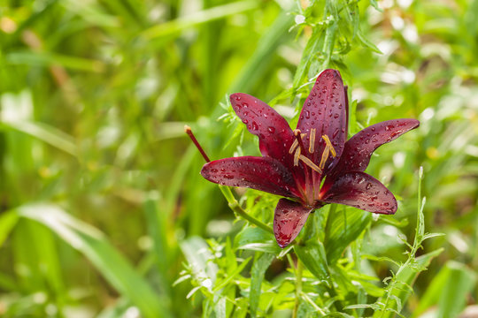 Mapira bilder – Bläddra bland 27 stockfoton, vektorer och videor ...