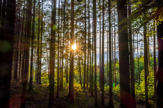Coniferales Bilder – Durchsuchen 15,886 Archivfotos, Vektorgrafiken und ...