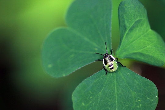 Stinkwanzen Images – Browse 55 Stock Photos, Vectors, and Video | Adobe ...