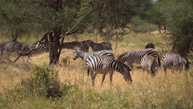 Zabra Imagens – Procure 155 fotos, vetores e vídeos | Adobe Stock