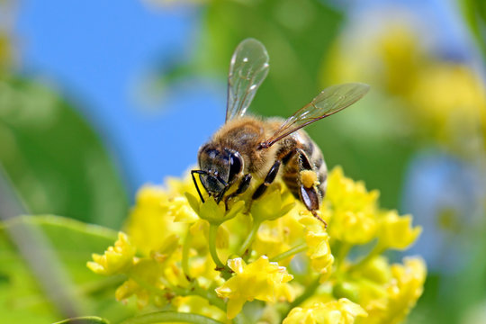 Abeja Images – Browse 43 Stock Photos, Vectors, and Video | Adobe Stock