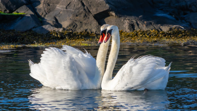 Svanar Images – Browse 58 Stock Photos, Vectors, and Video | Adobe Stock