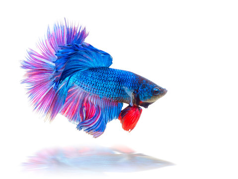 Free Fish Images – Browse 14,610 Free Stock Photos, Vectors, and Video ...