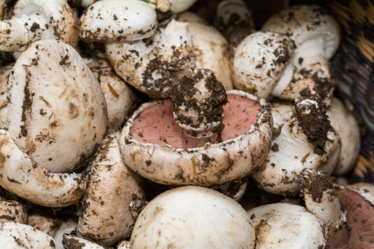 Wiesenchampignons bilder – Bläddra bland 122 stockfoton, vektorer och ...