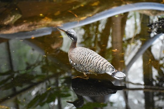 Eurypygidae Images – Browse 52 Stock Photos, Vectors, and Video | Adobe Stock
