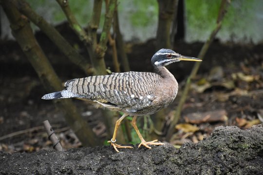 Eurypygidae Images – Browse 52 Stock Photos, Vectors, and Video | Adobe Stock