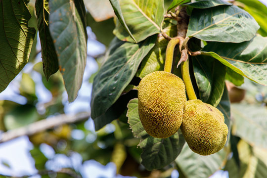 「Tarap」の画像 - 159 件の Stock 写真、ベクターおよびビデオ | Adobe Stock