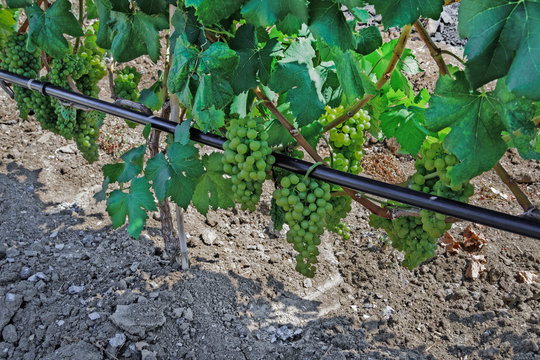 Greek Grape Vines