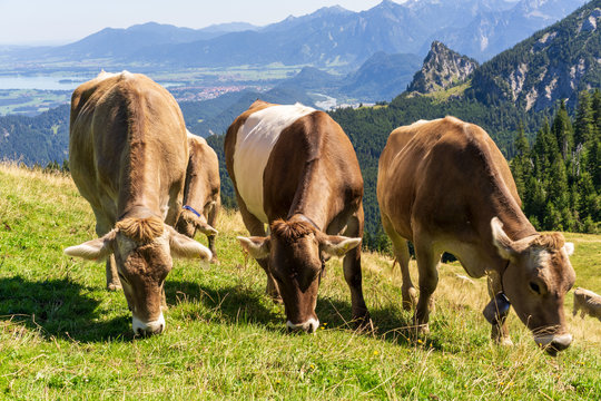 Wildrinder Bilder – Durchsuchen 37,853 Archivfotos, Vektorgrafiken und ...