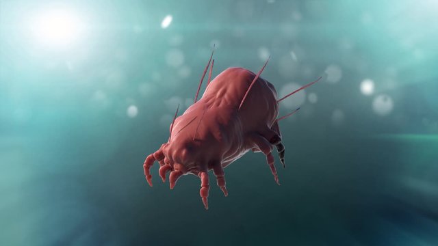 Staubmilbe Bilder – Durchsuchen 4,611 Archivfotos, Vektorgrafiken und ...