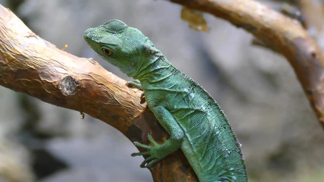 Basilicus Imagens – Procure 27 fotos, vetores e vídeos | Adobe Stock