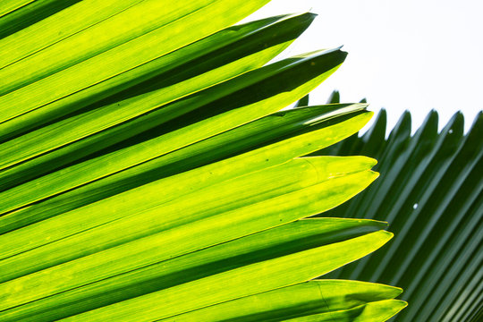 Ftexture Imagens – Procure 25 fotos, vetores e vídeos | Adobe Stock