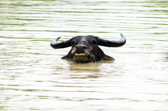 Bufflo Images – Browse 148 Stock Photos, Vectors, and Video | Adobe Stock