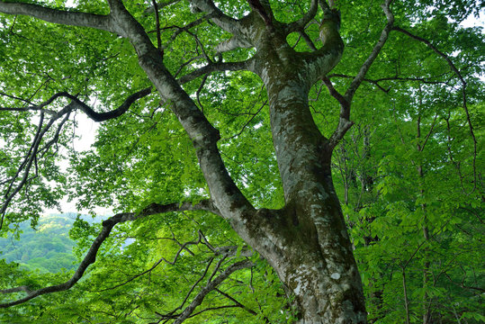 「ブナの木」の写真素材 | 351,079件の無料イラスト画像 | Adobe Stock