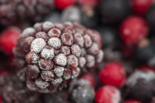 Loganberry bilder – Bläddra bland 1,543 stockfoton, vektorer och videor ...