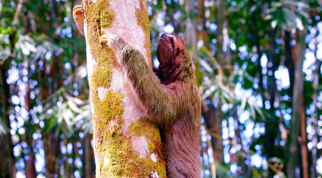 Zulu Bear photos, images, assets | Adobe Stock