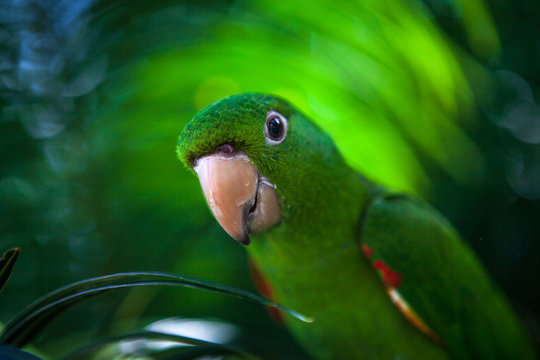 「Maritaca」の画像 - 370 件の Stock 写真、ベクターおよびビデオ | Adobe Stock