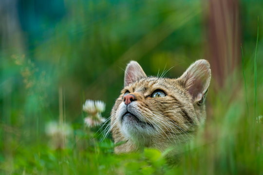 「Wildcat」の画像 - 83,985 件の Stock 写真、ベクターおよびビデオ | Adobe Stock