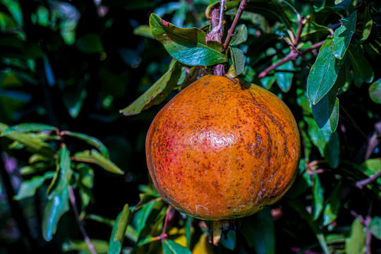 Anaar Images – Browse 60 Stock Photos, Vectors, and Video | Adobe Stock