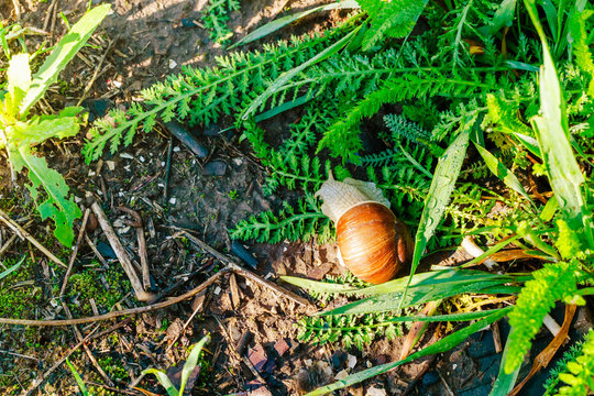 Limacon Images – Browse 37 Stock Photos, Vectors, and Video | Adobe Stock