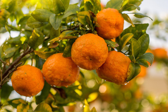 "Mandarin Plant" Bilder – Durchsuchen 291 Archivfotos, Vektorgrafiken ...