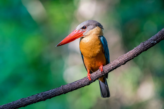 รูปภาพHalcyon – เลือกดูภาพถ่ายสต็อก เวกเตอร์ และวิดีโอ5,674 | Adobe Stock
