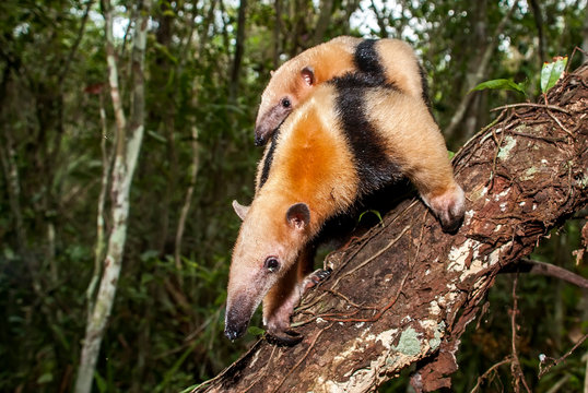 รูปภาพPelon – เลือกดูภาพถ่ายสต็อก เวกเตอร์ และวิดีโอ188 | Adobe Stock