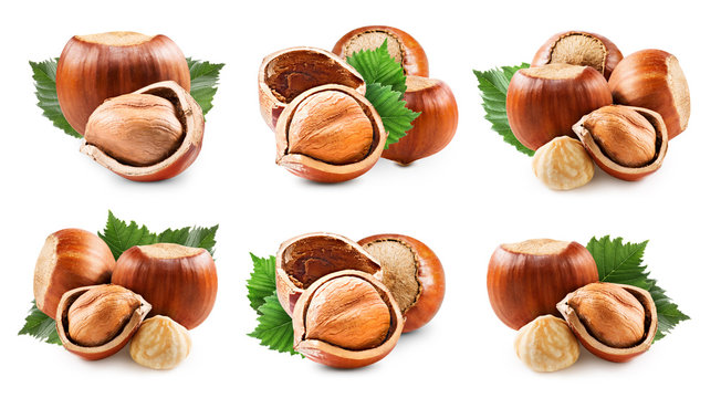 Hazelnut Images – Browse 4,735 Stock Photos, Vectors, and Video | Adobe ...