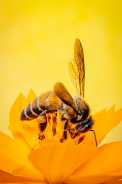 Free Bee Images – Browse 2,411 Free Stock Photos, Vectors, and Video ...