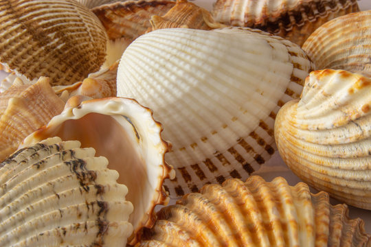 รูปภาพConchiglia – เลือกดูภาพถ่ายสต็อก เวกเตอร์ และวิดีโอ9,522 | Adobe ...