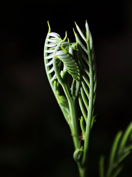 Subabul Images – Browse 1,067 Stock Photos, Vectors, and Video | Adobe ...