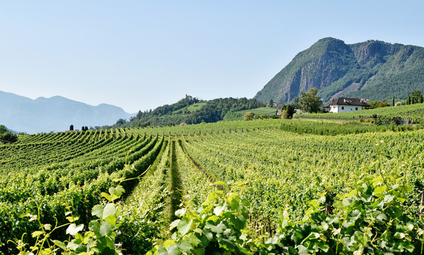 Winzerei Bilder – Durchsuchen 311,389 Archivfotos, Vektorgrafiken und ...