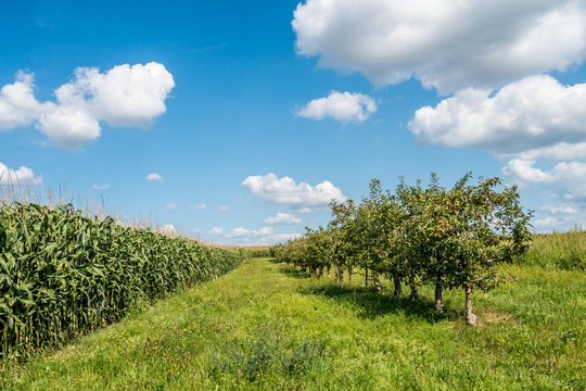 「Obstplantage」の画像 - 3,301 件の Stock 写真、ベクターおよびビデオ | Adobe Stock
