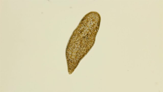 Convoluta Images – Browse 48 Stock Photos, Vectors, and Video | Adobe Stock