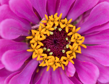 รูปภาพCynia – เลือกดูภาพถ่ายสต็อก เวกเตอร์ และวิดีโอ700 | Adobe Stock