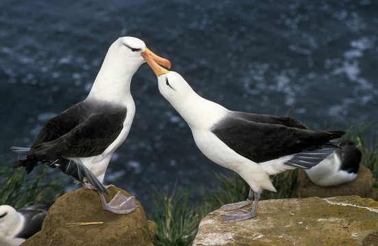 Accouplement Bilder – Durchsuchen 1,285 Archivfotos, Vektorgrafiken und ...