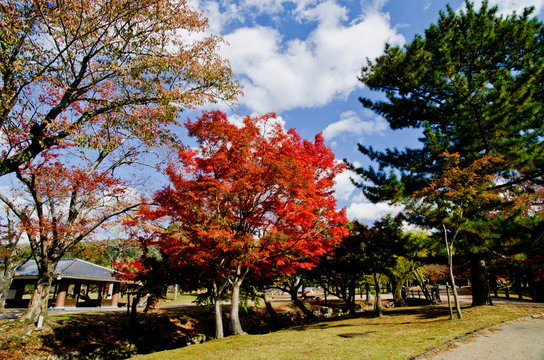 Nara-Koen Images – Browse 183 Stock Photos, Vectors, and Video | Adobe Stock