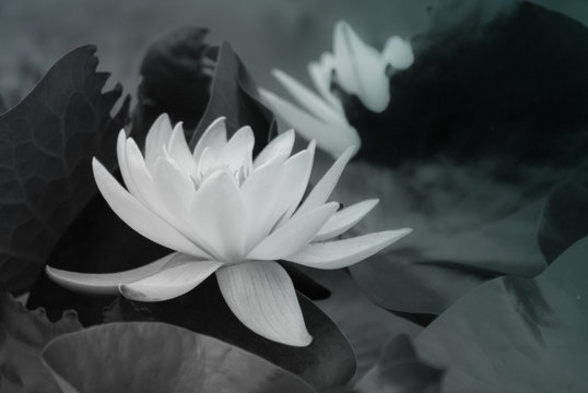 รูปภาพBalot – เลือกดูภาพถ่ายสต็อก เวกเตอร์ และวิดีโอ309 | Adobe Stock